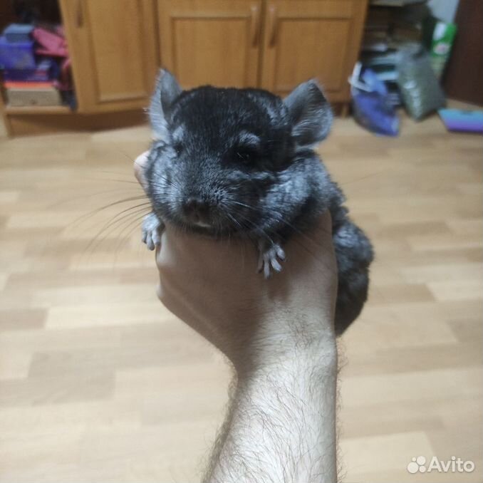 Шиншилла 3 мес