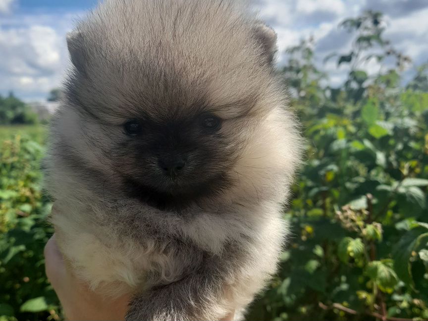 Померанский шпиц