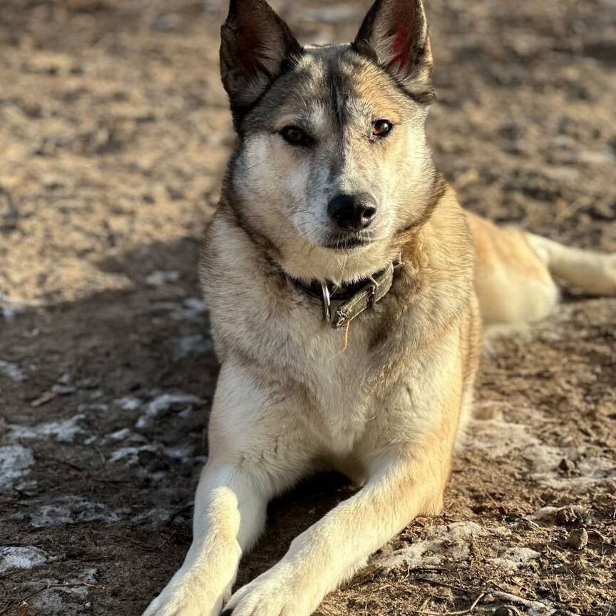 Умница Дейзи в добрые руки бесплатно