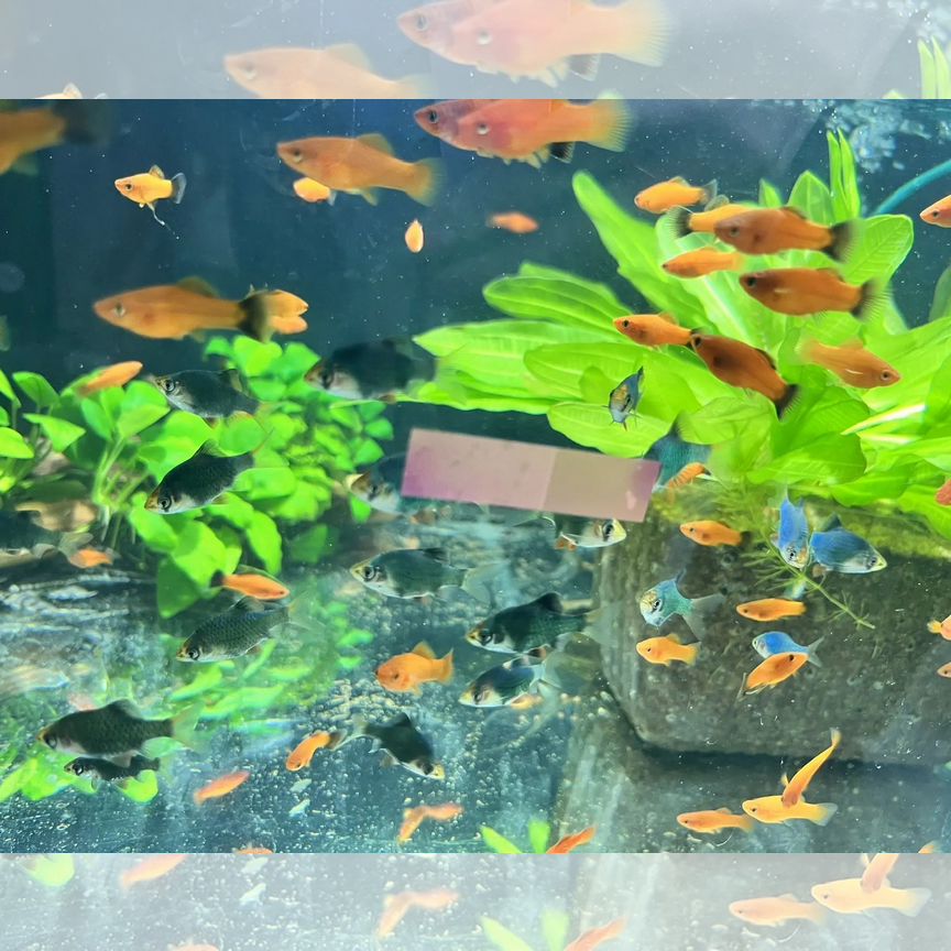 Аквариумные рыбки