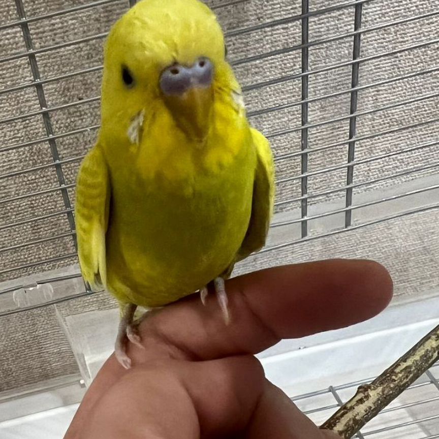 Попугай мальчик