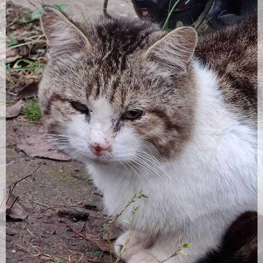 Котик брошен в садах. погибает