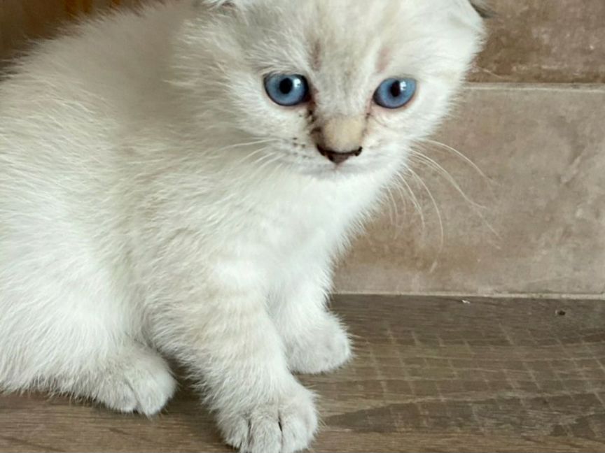 Синеглазая вислоушка