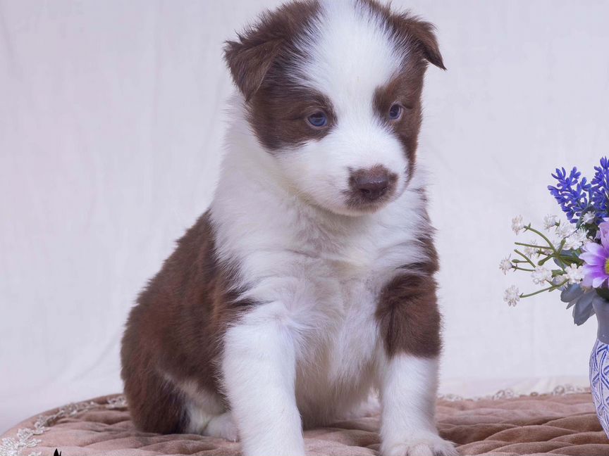 Якутская лайка. Мальчики, девочки. Коричнево-белые