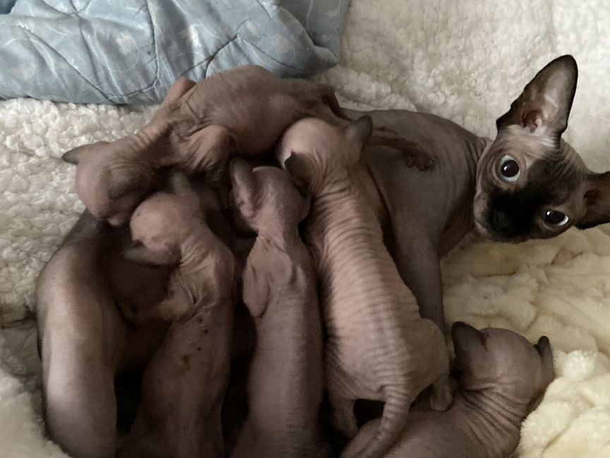 Канадский сфинкс