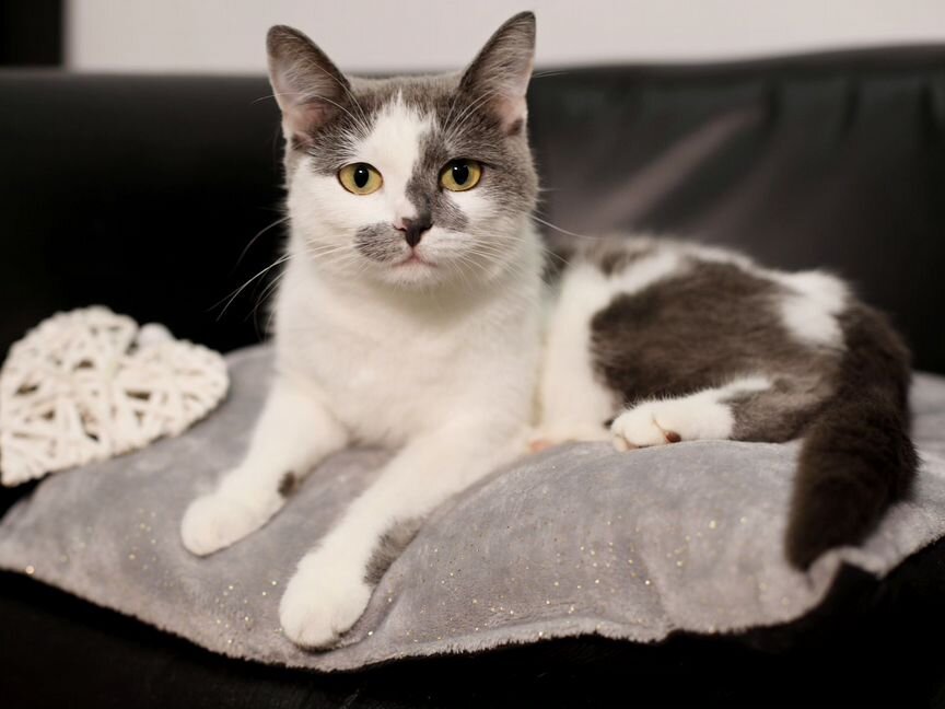 Котёнок 5 мес ищет родителей