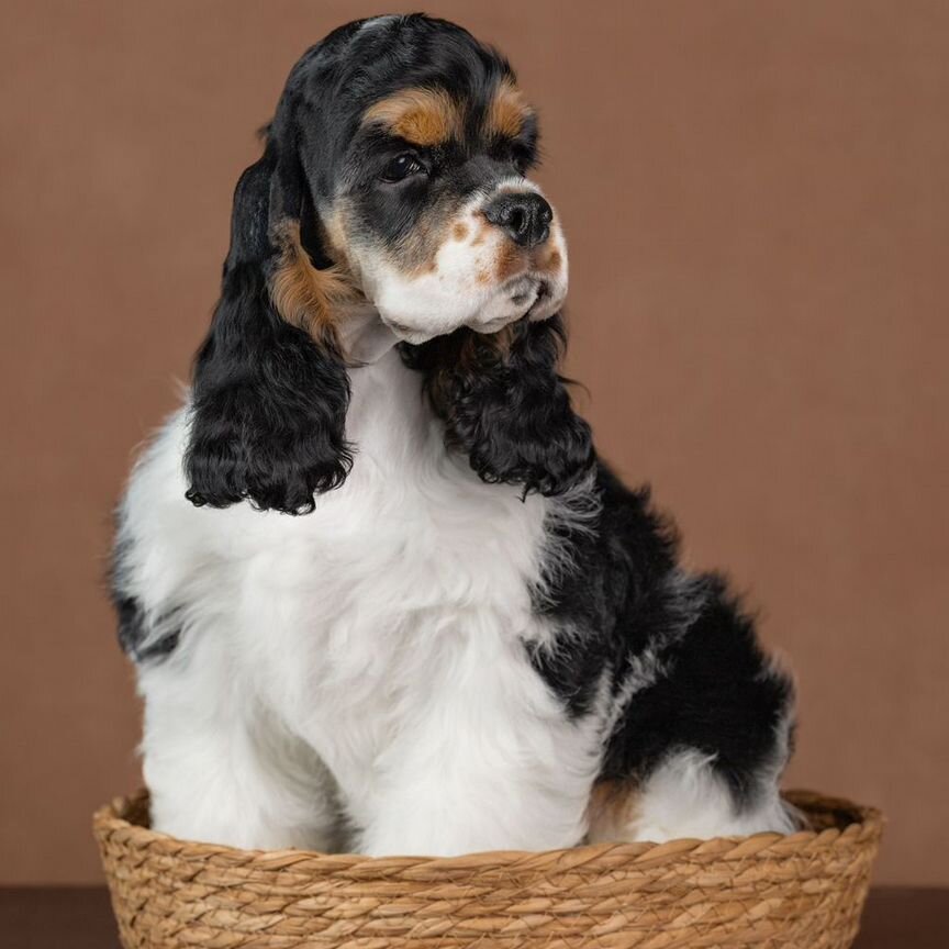 Американский кокер-спаниель, щенок