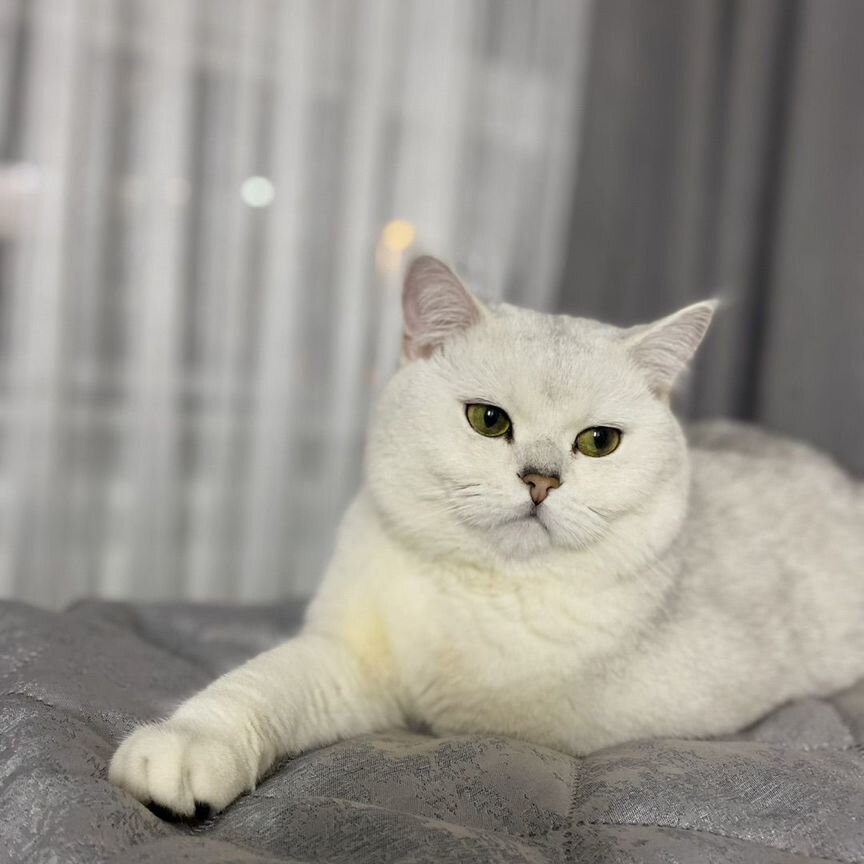 Продаю кота,порода британец серебристрый