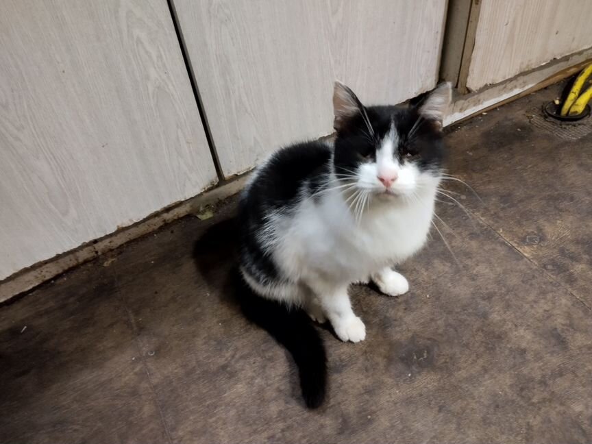 Пушок в добрые руки