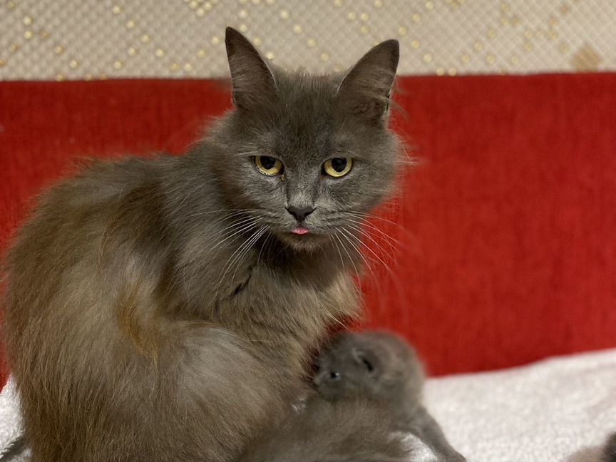 Котята нибелунг