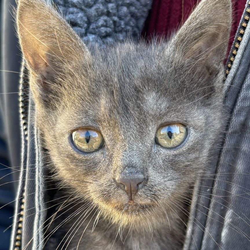 Котенок мальчик