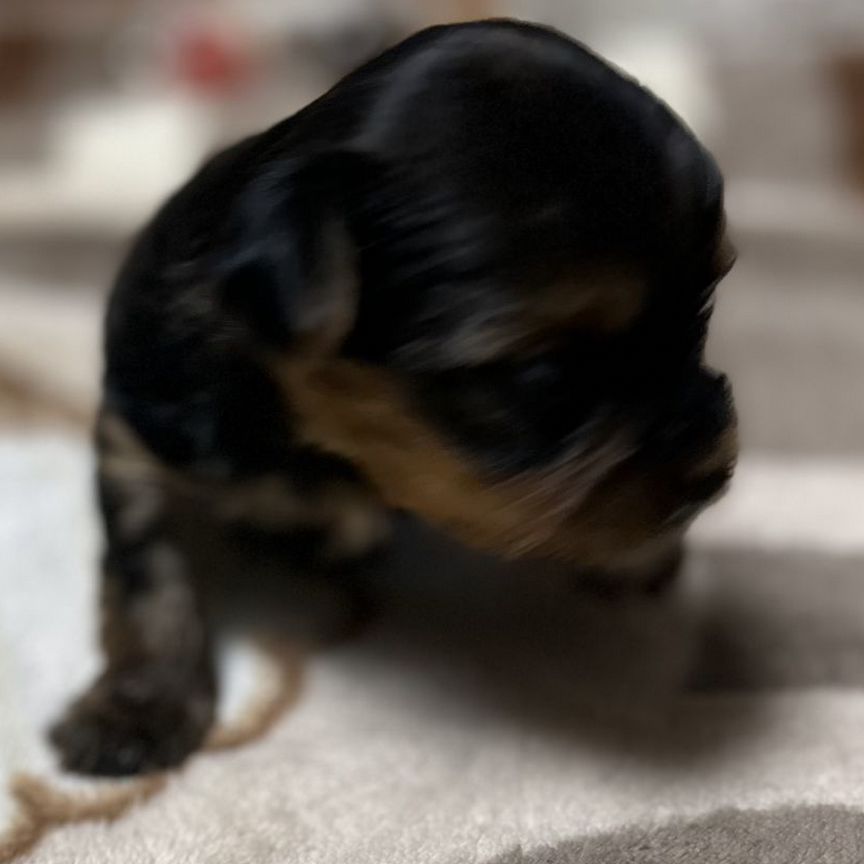 Йоркширский терьер, щенок