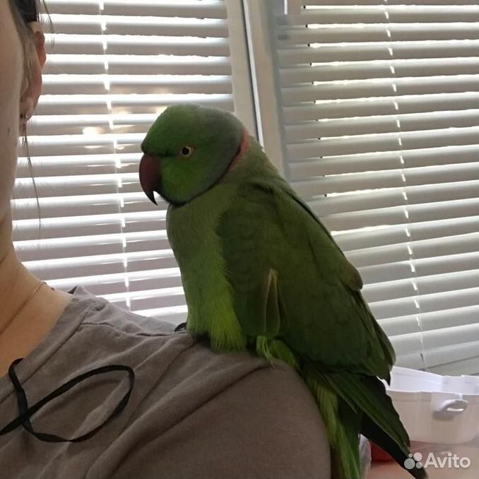 Ожереловый попугай самец вместе с клеткой