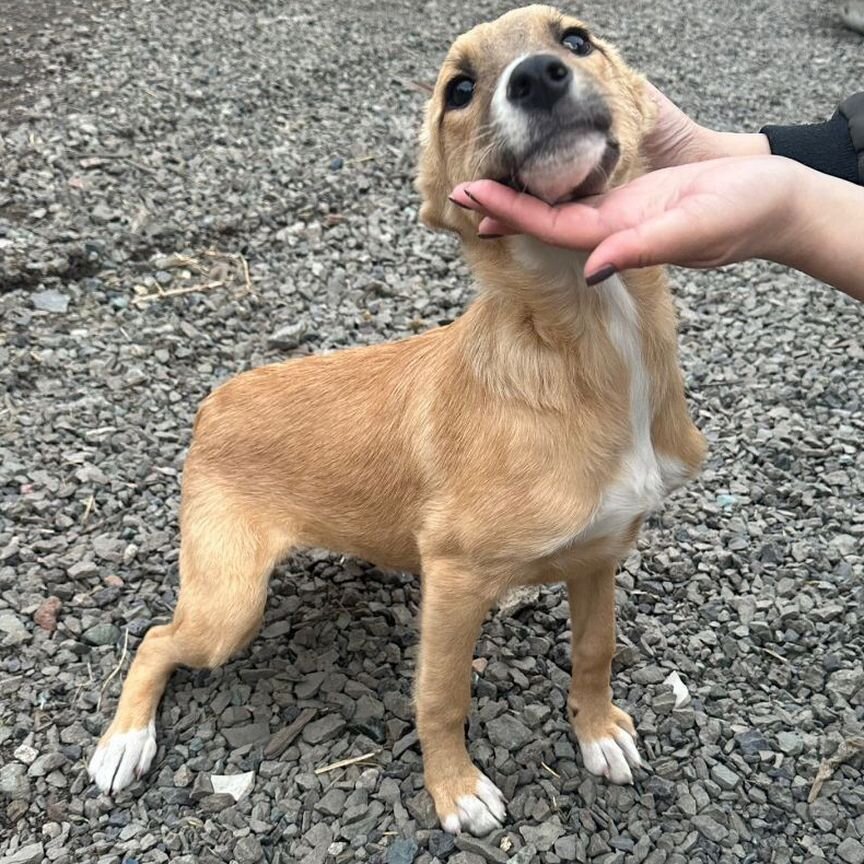 Щенок в добрые руки