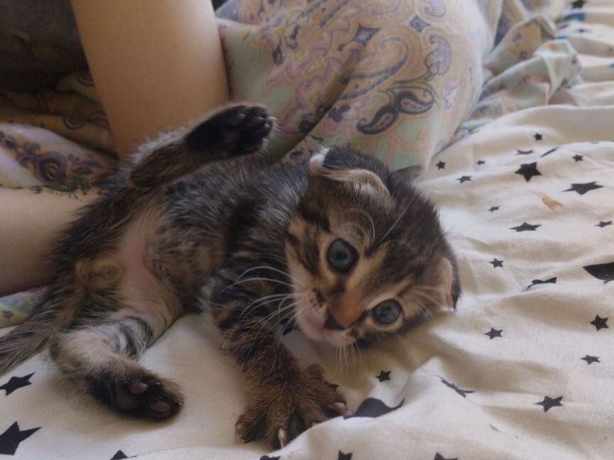 Котятки в добрые руки бесплатно