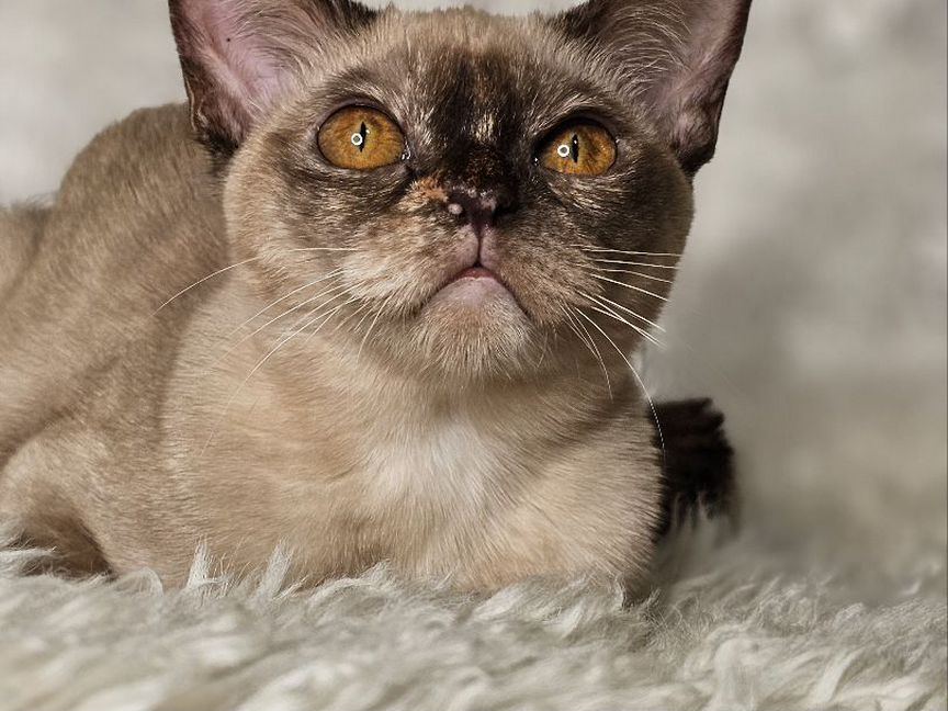 Бурманские котята