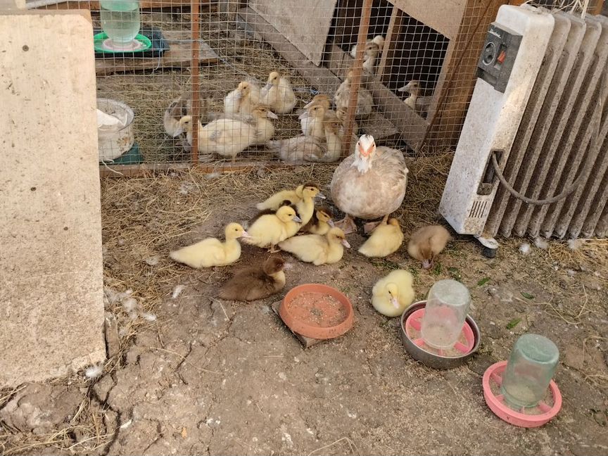 Продам Уток