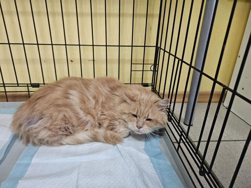 Рыжий кот 3 года в надёжные руки