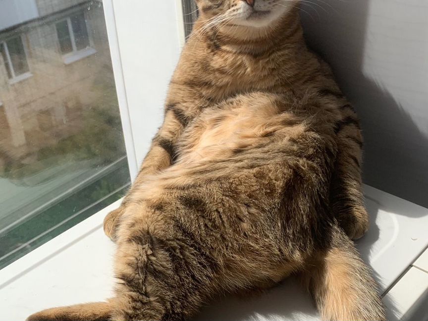 Котик для вязки