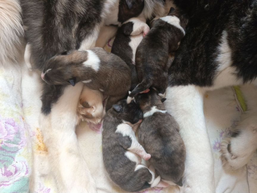 Щенки Американской Акиты раннее бронирование