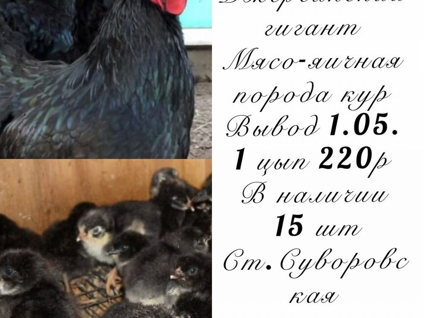 Цыплята джерсинский гигант