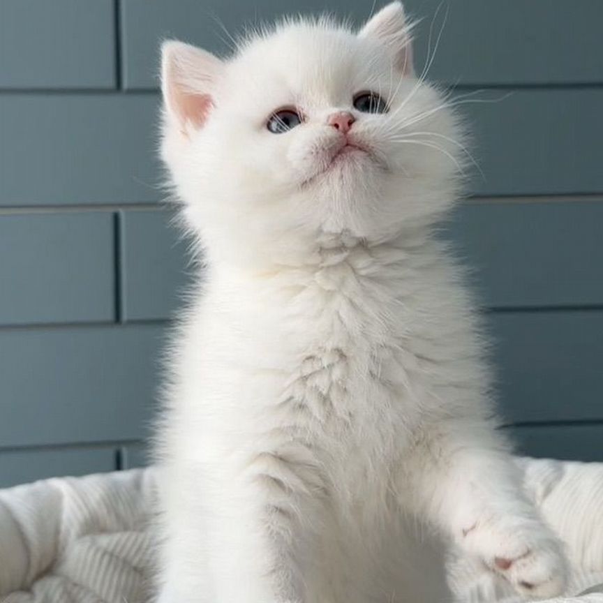 Британский короткошёрстный котёнок