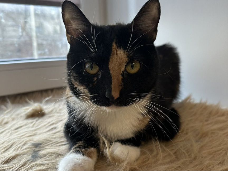 Зефирка 7 месяцев ищет заботливую семью