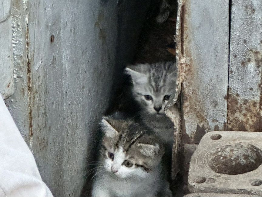 Котятки малявки