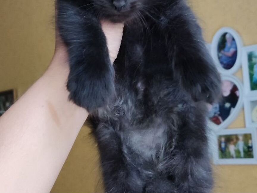 Котята