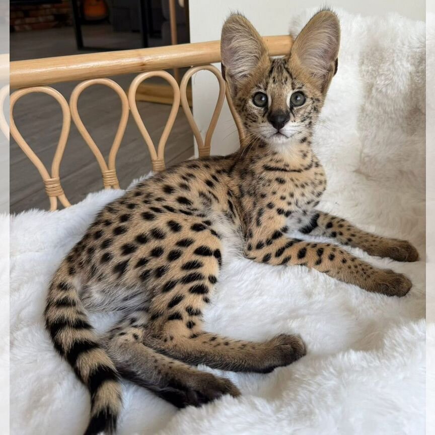 Саванна котёнок