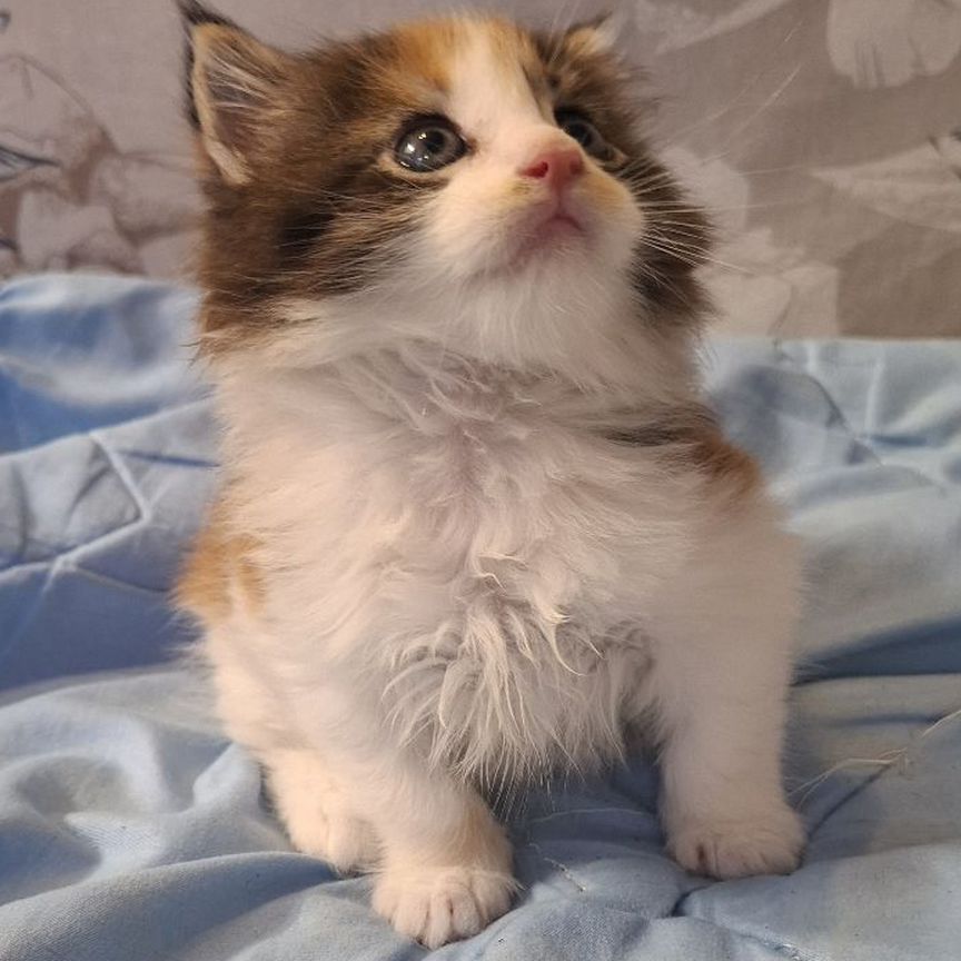 Мейн-кун котёнок