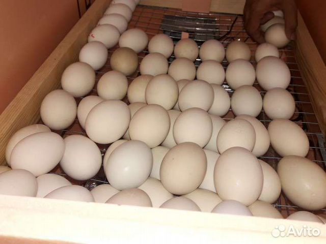 Инкубационное яйцо