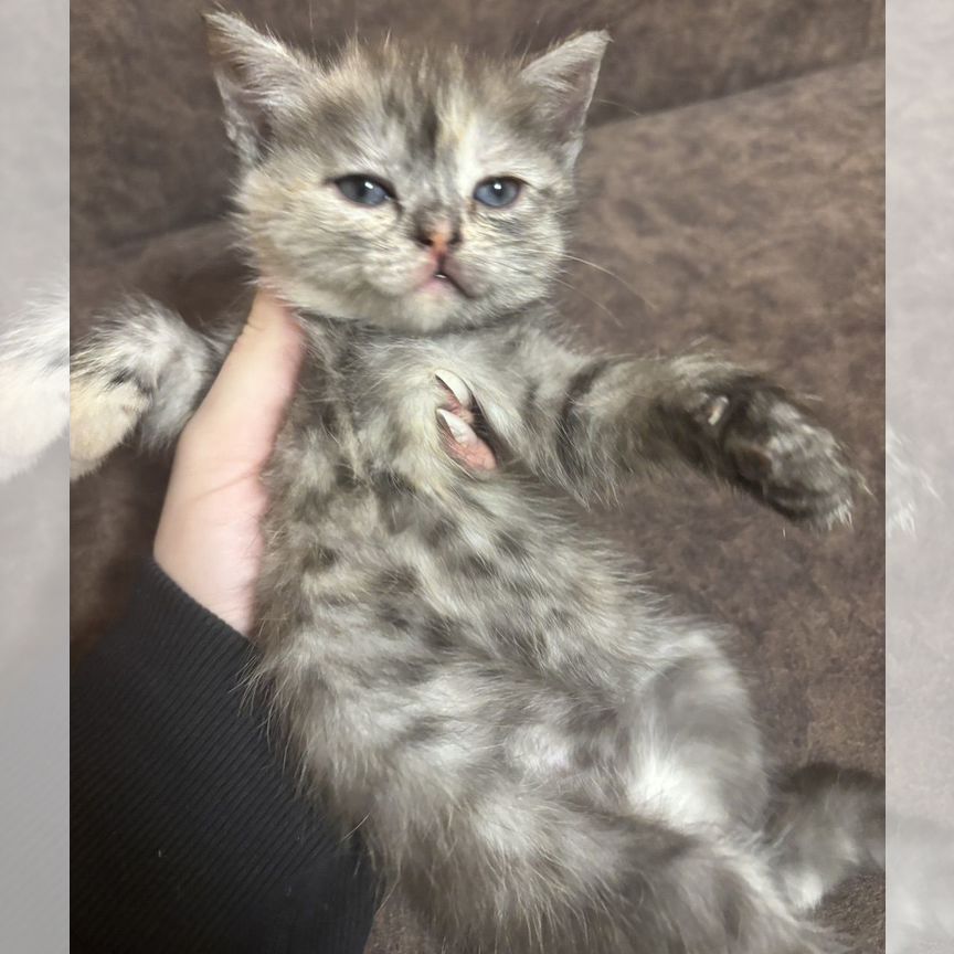 Трехцветная красавица