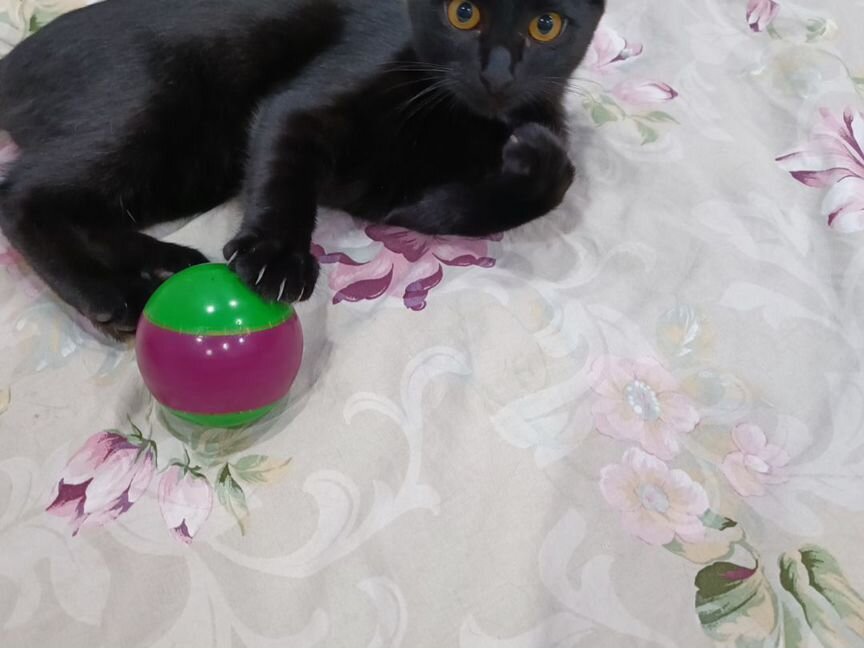 Кошка в дар бесплатно