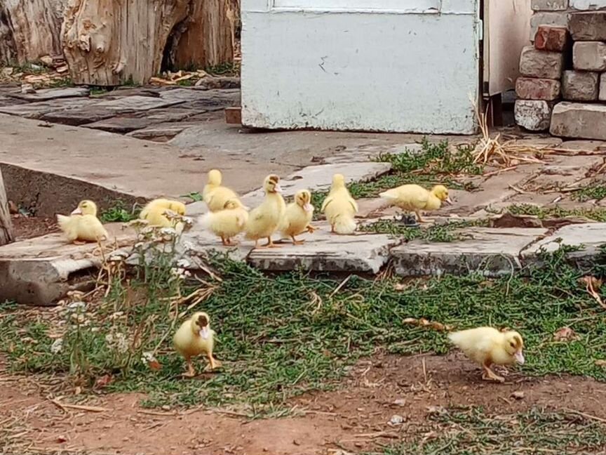 Индоутки, утята индоутки