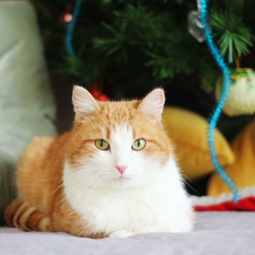 Котк ласкуша