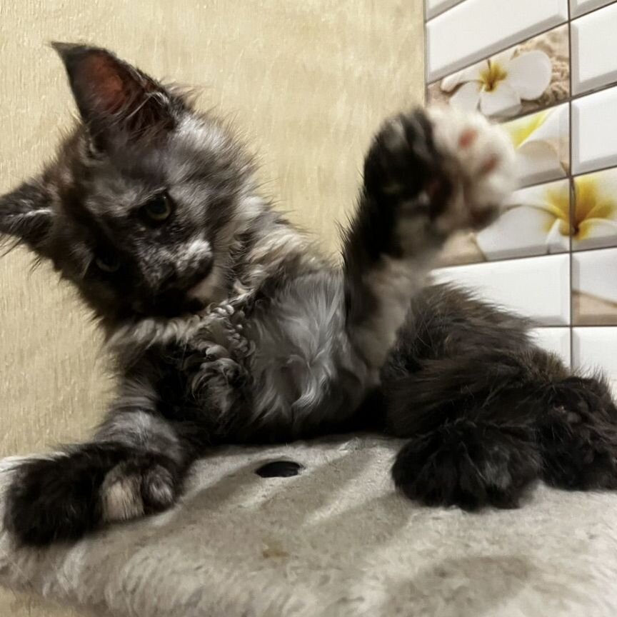 Мейн-кун котёнок