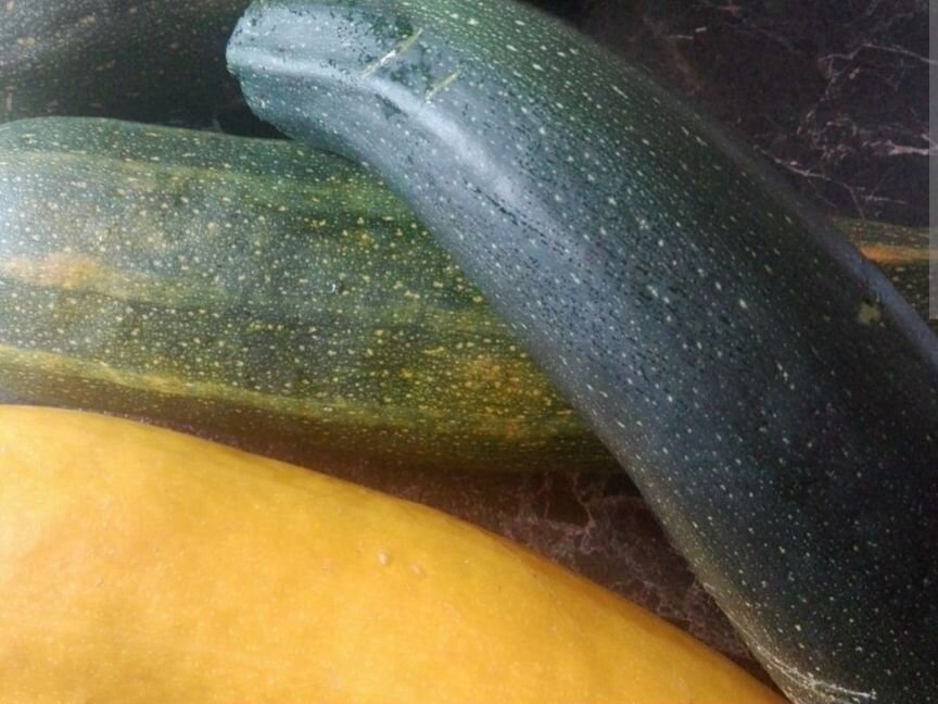 Кабачки на корм скоту