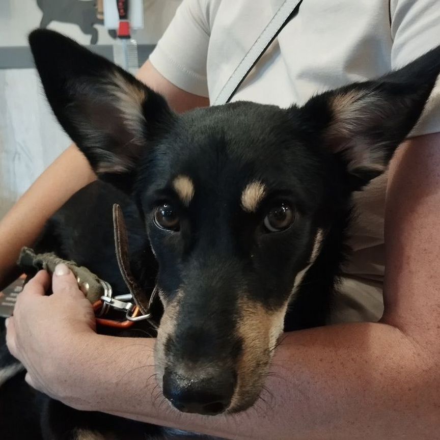 Маленькая собачка в добрые руки