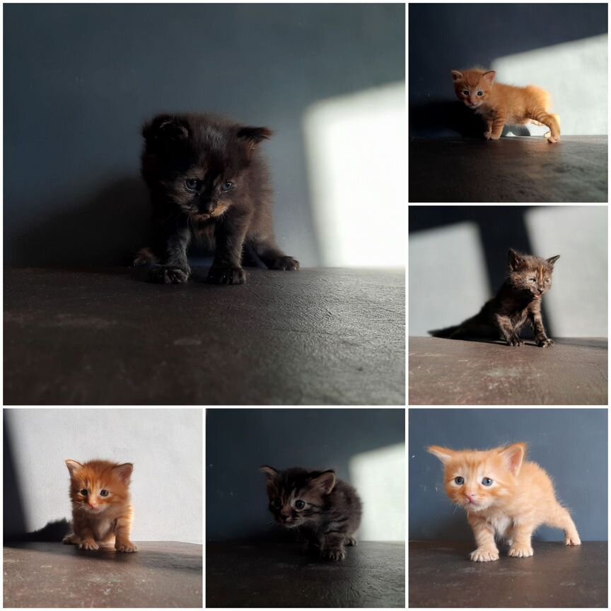 Уникальные котята (дедушка и бабушка аборигены)