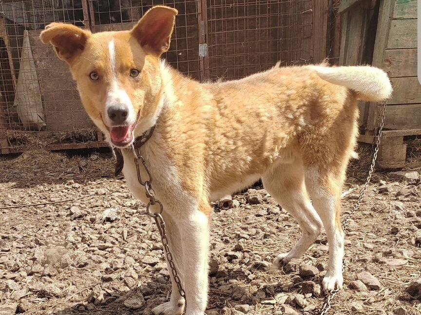 Собака в добрые руки