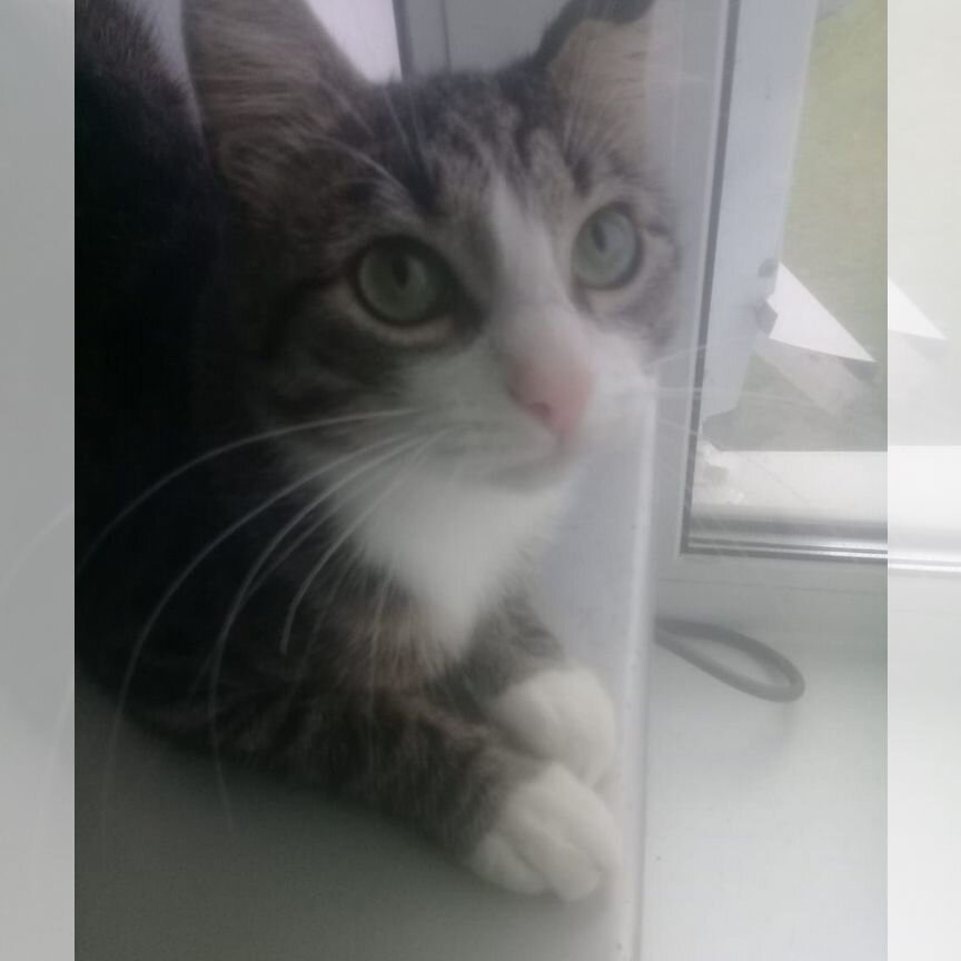 Котики бесплатно