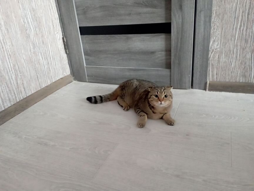 Отдам британских вислоухих кошек