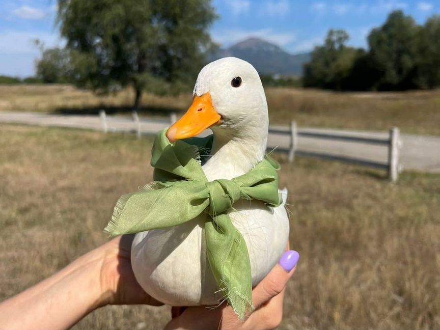 Мини кряква