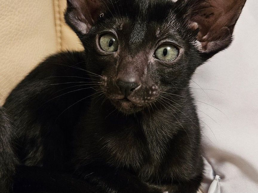 Ориентальная кошечка в современном типе