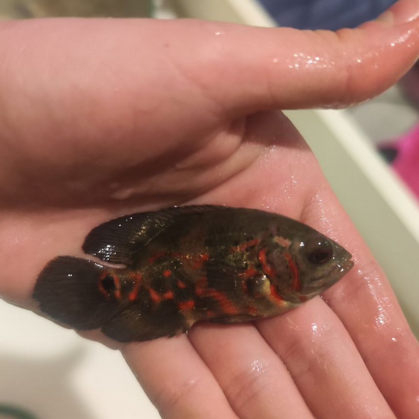 Астронотус