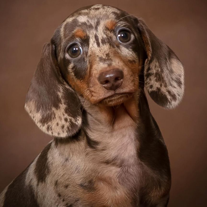 Такса, щенок