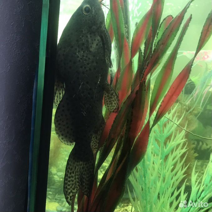 Сом синодонтис эуптерус