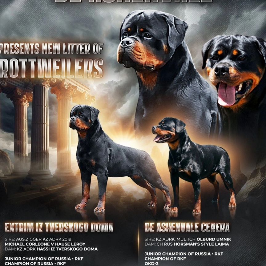Шикарные щенки ротвейлера от чемпионов