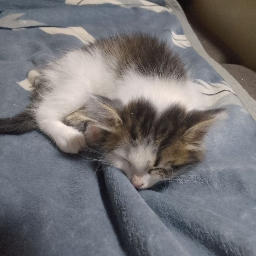 Котенок